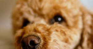 Poodles: More than Just a Pretty Face | Discover the Perfect Pooch
